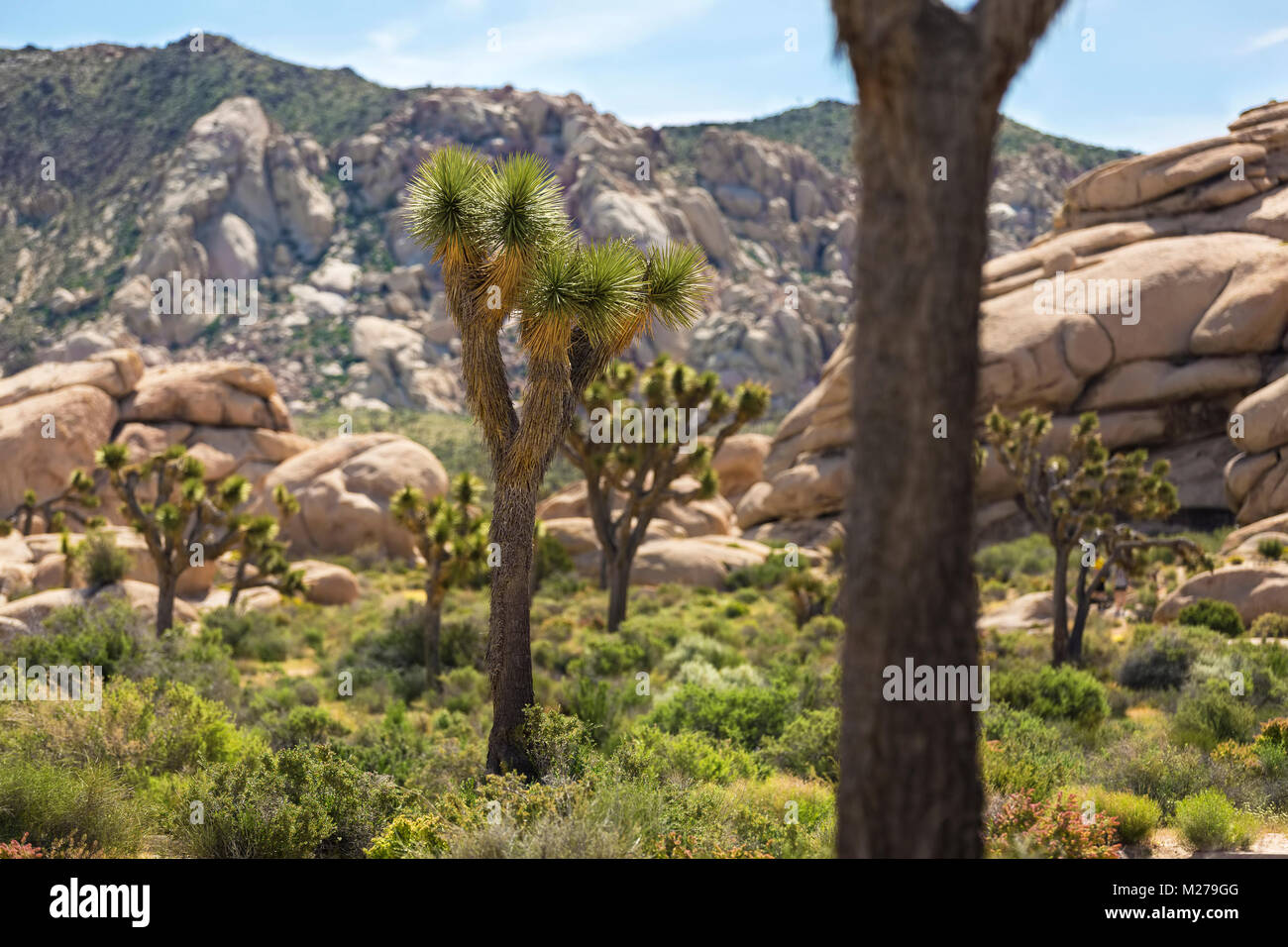 Joshua tree joshua trees rock hi-res stock photography and images - Alamy