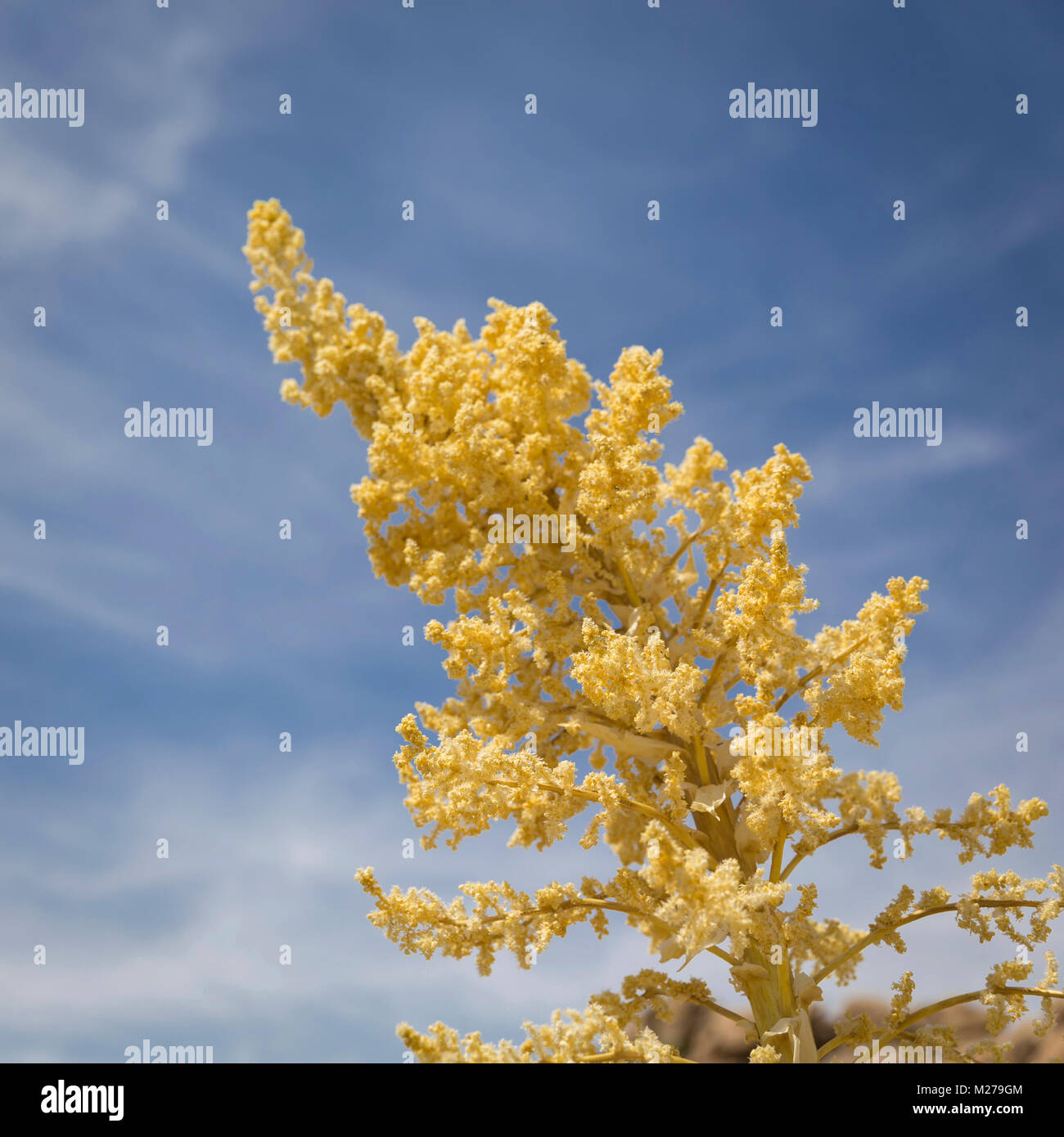 Blooming Yucca Plant in Joshua Tree National Park, California Stock ...