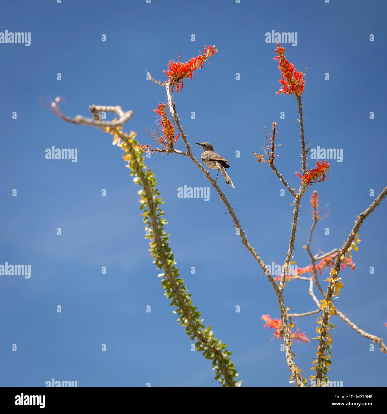 Blooming Ocotillo at Joshua Tree National Park, California Stock Photo ...