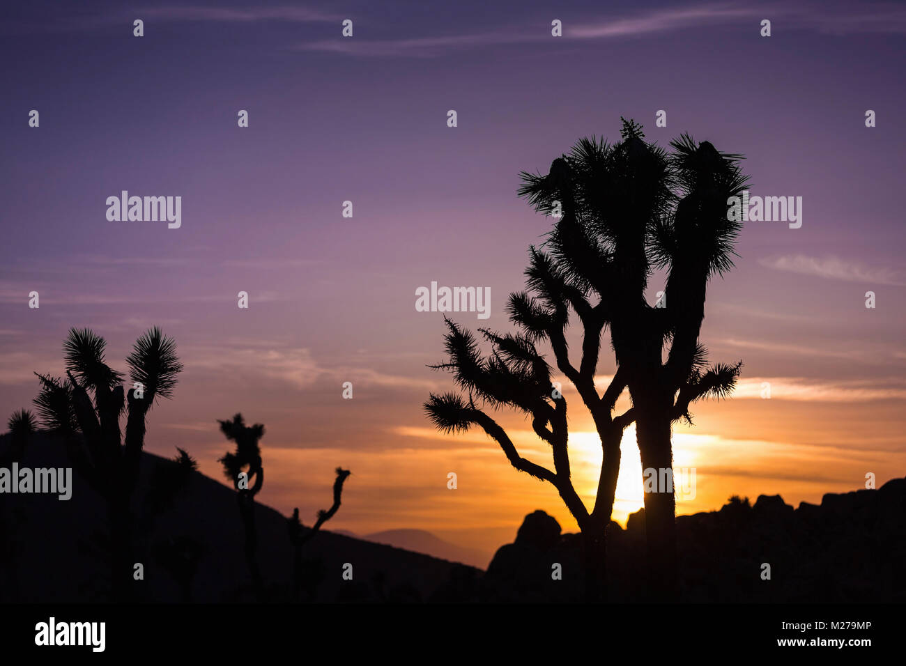 Silhouette of joshua tree hi-res stock photography and images - Alamy
