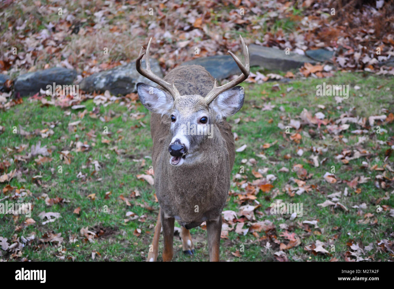Whitetail buck deer hi-res stock photography and images - Alamy