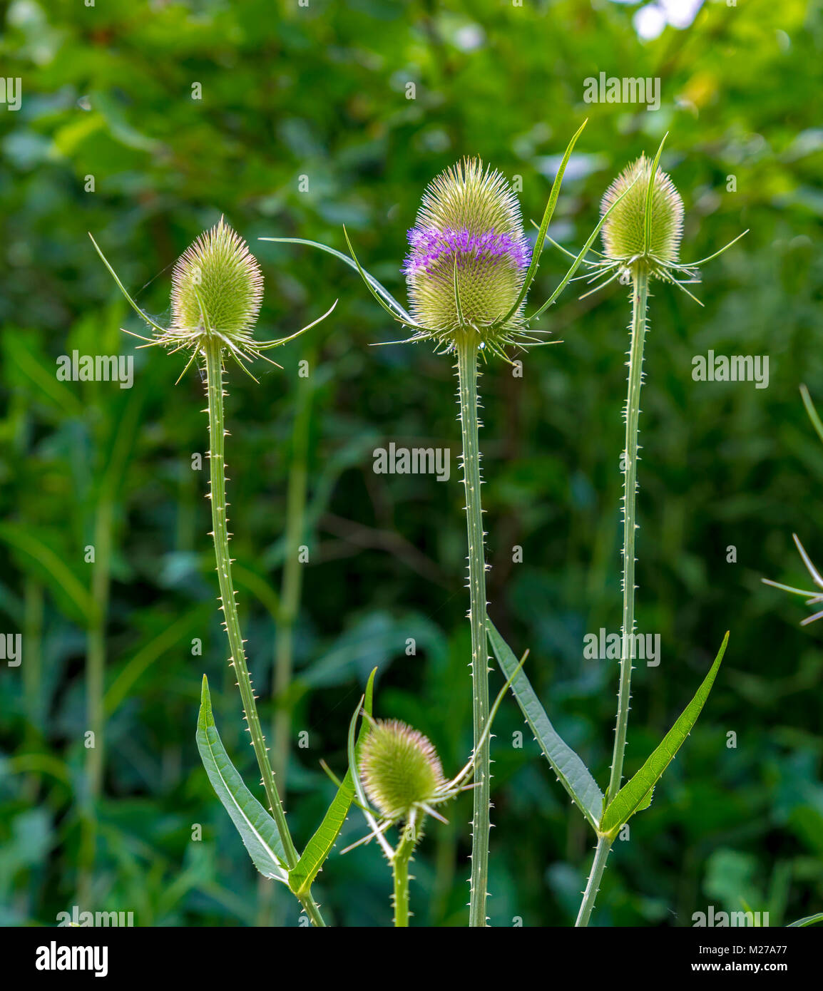 Thistle on green background, wallpaper Stock Photo - Alamy