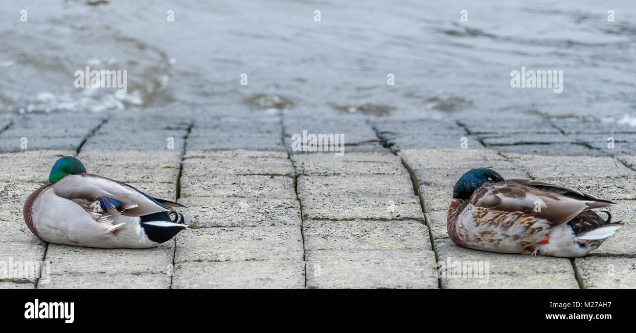 Resting pair of ducks at the Museums haven Oevelgoenne in Hamburg ...