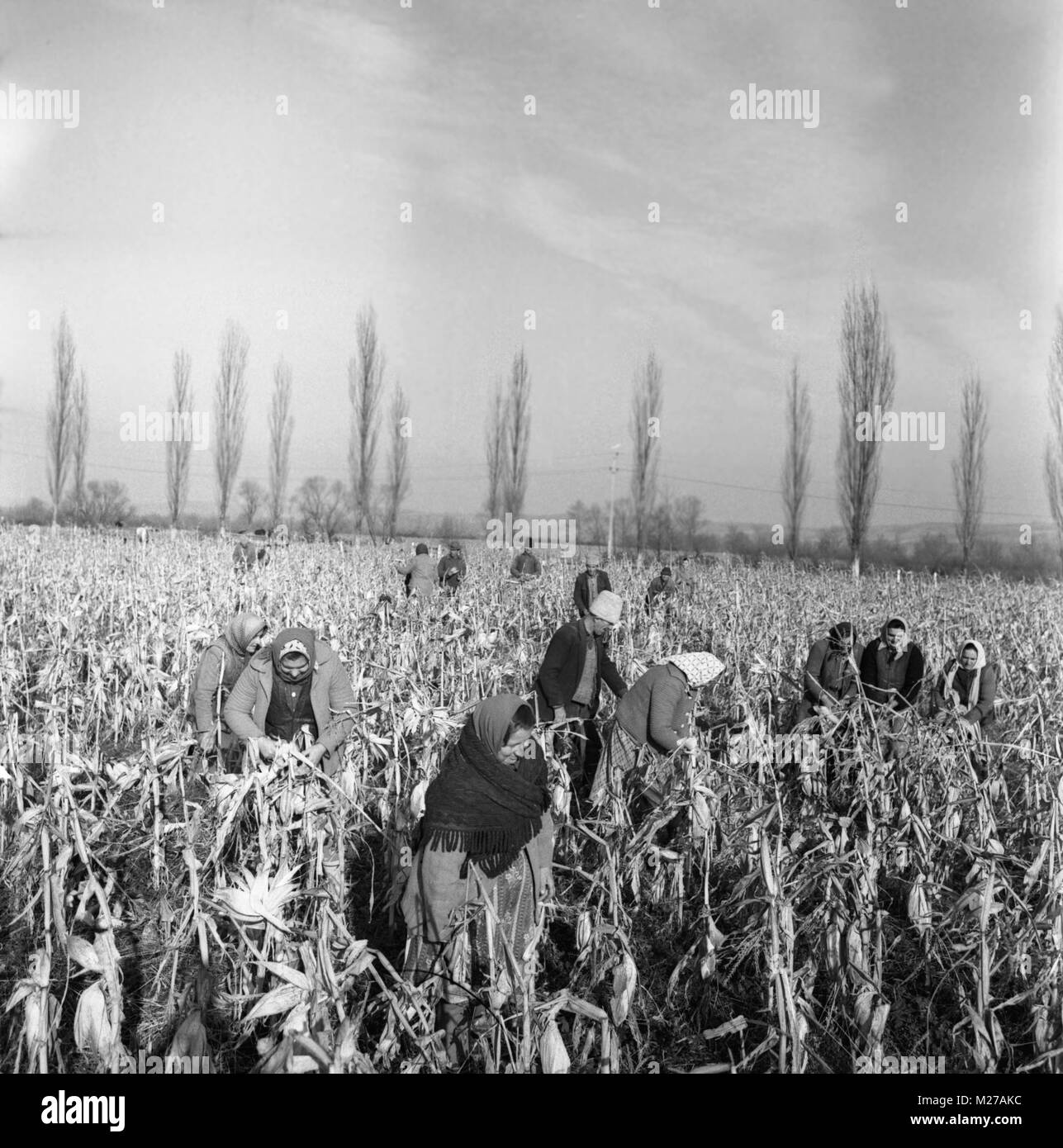 State agricultural cooperative in Romania, in the 1970s. Group of ...