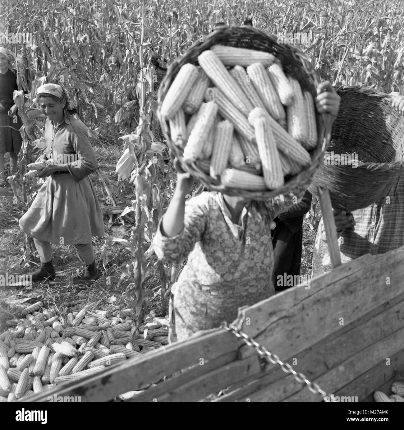 State agricultural cooperative in communist Romania, in the 1970s ...