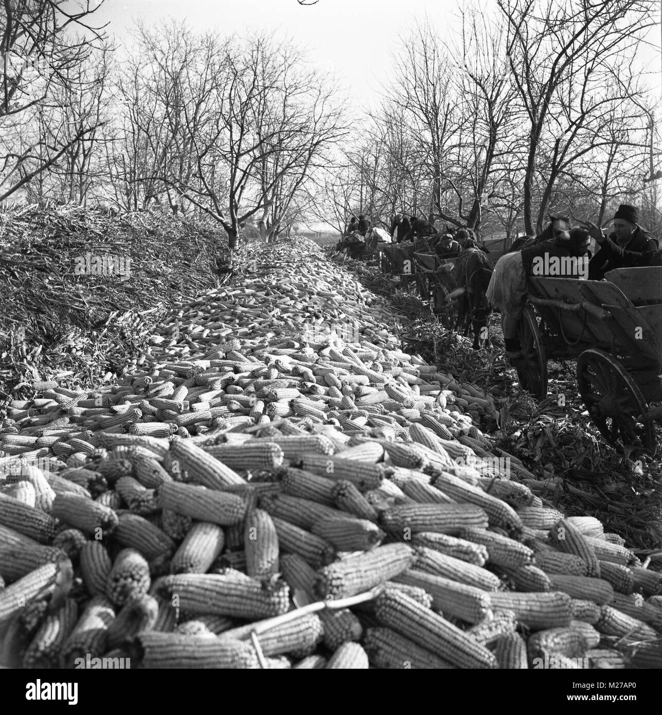 State agricultural cooperative in communist Romania, in the 1970s. Corn ...