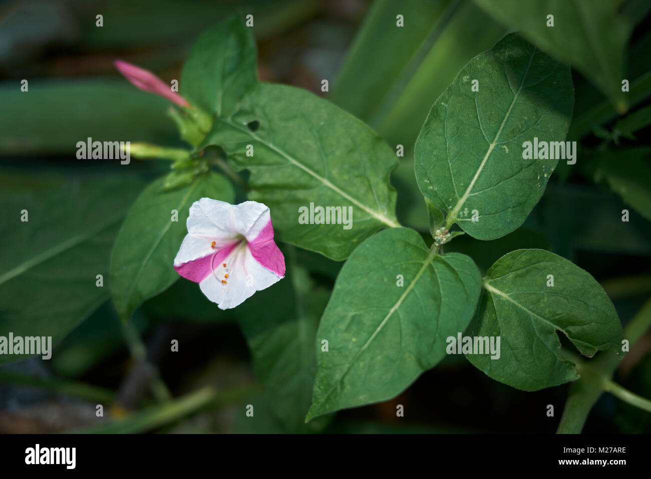 Mirabilis jalapa leaves hi-res stock photography and images - Alamy