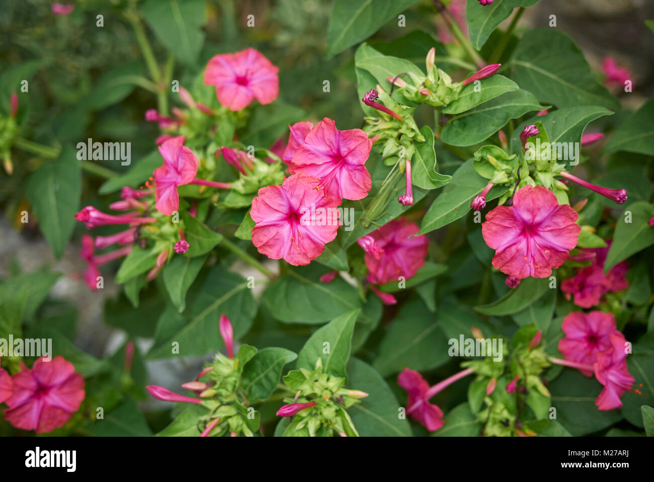 Mirabilis jalapa leaves hi-res stock photography and images - Alamy