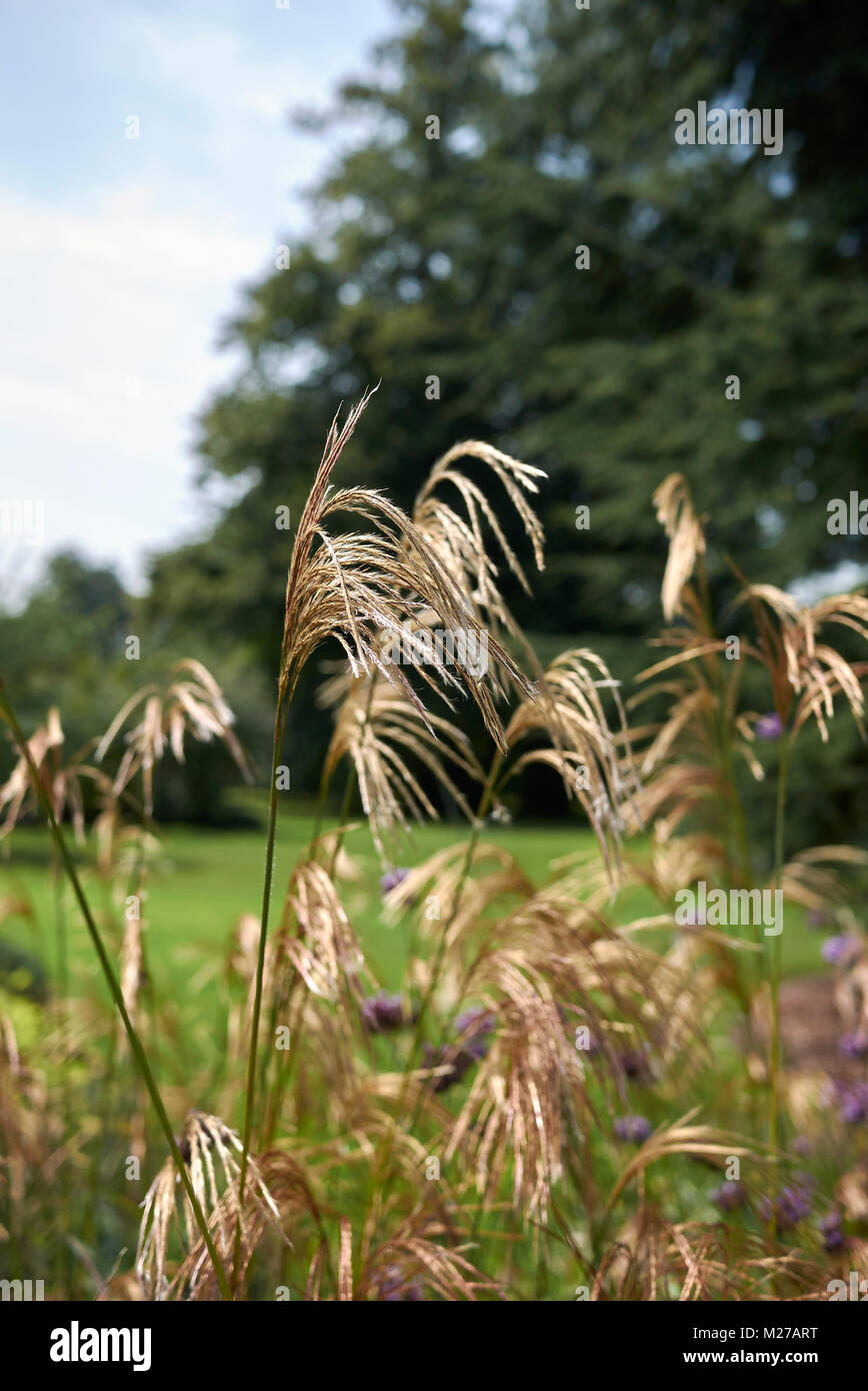 Susuki grass hi-res stock photography and images - Alamy