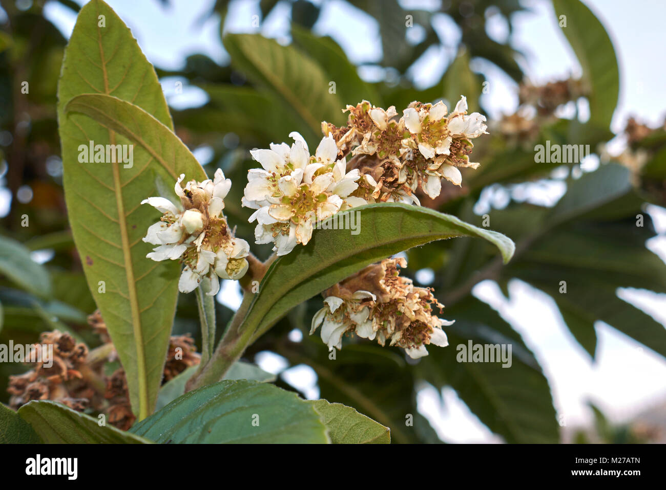 Eriobotrya japonica Stock Photo - Alamy