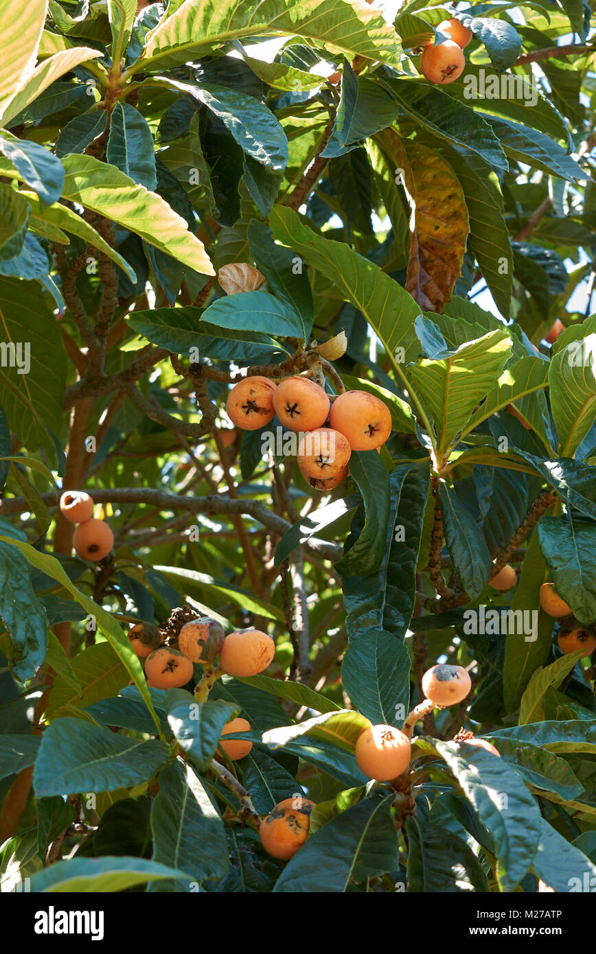 Eriobotrya japonica Stock Photo - Alamy