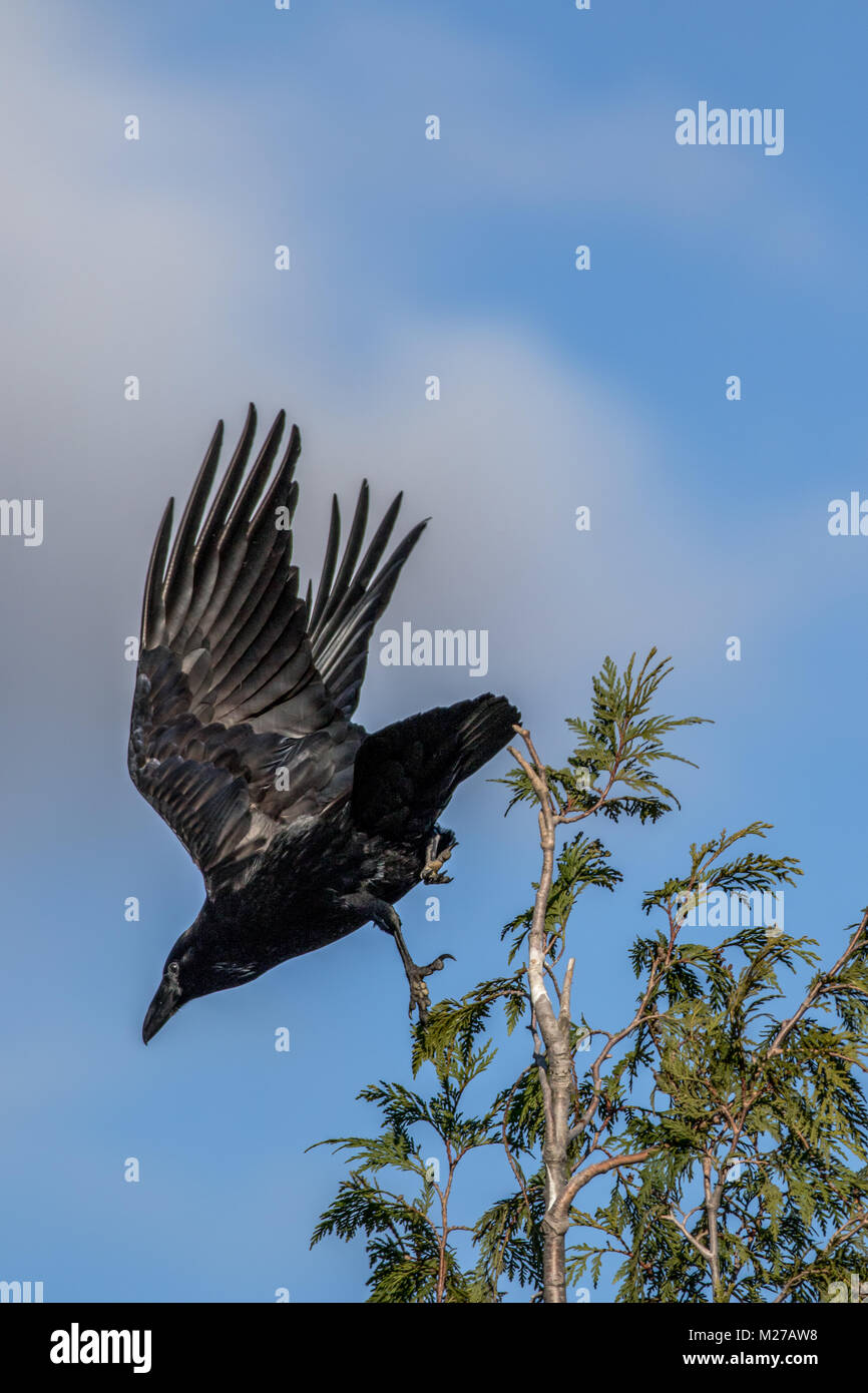Diving Off A Branch High Resolution Stock Photography and Images - Alamy