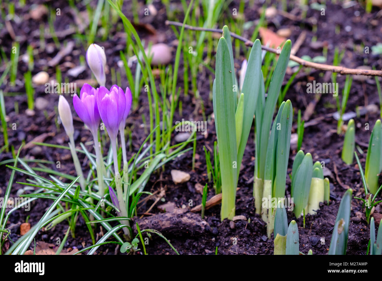 Spring Flowers Emerging Stock Photo - Alamy
