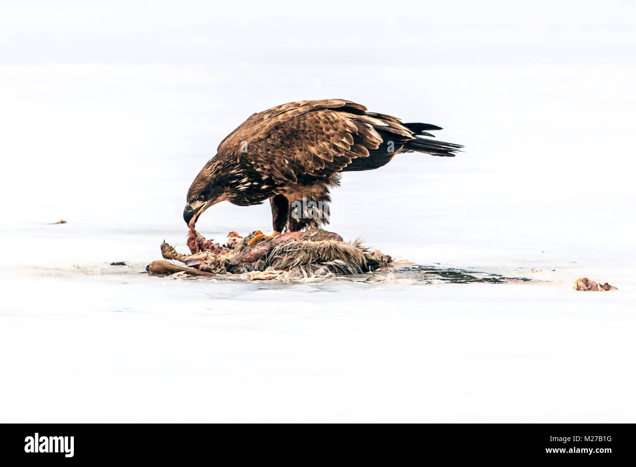 Young bald eagle tears meat from carcass on the froze Hauser Lake in ...