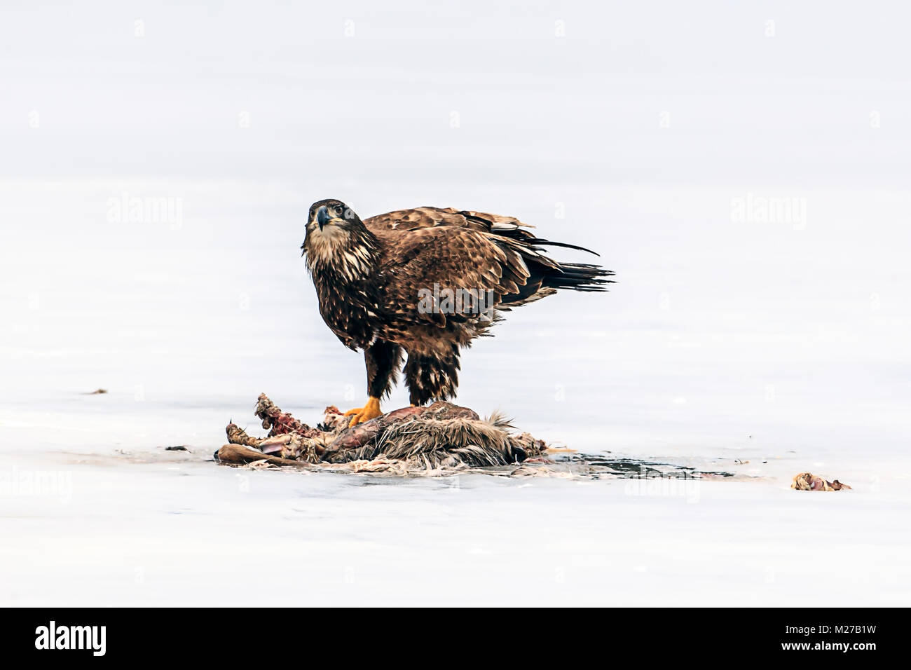 Immature bald eagle by animal carcass on the frozen Hauser Lake in ...