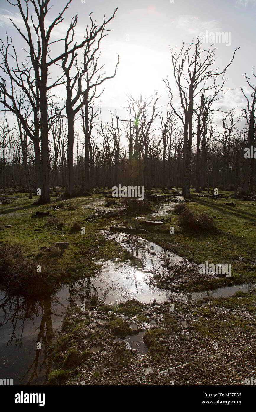 Trees in boggy ground in the New Forest, England. The branches of the ...