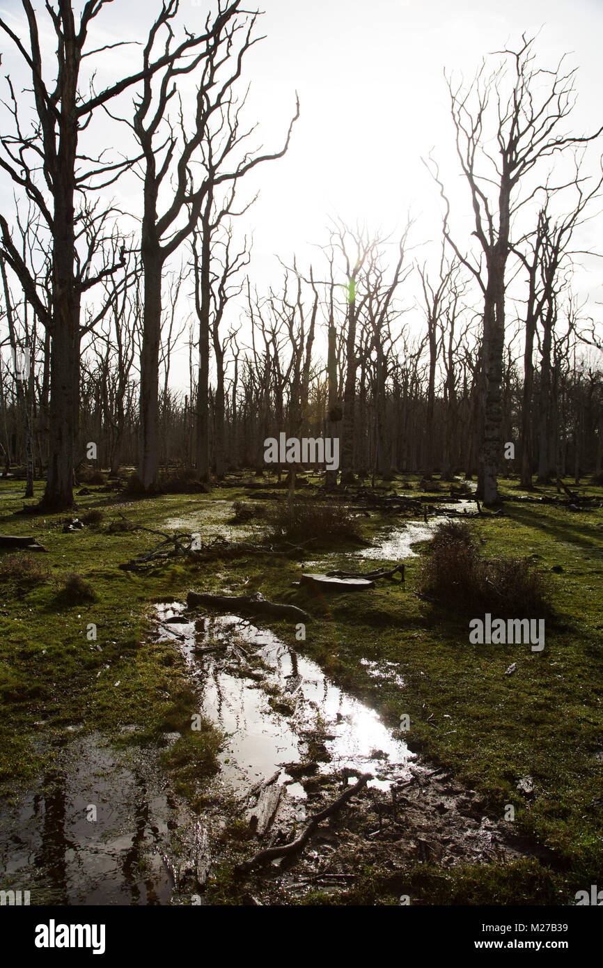 Trees in boggy ground in the New Forest, England. The branches of the ...