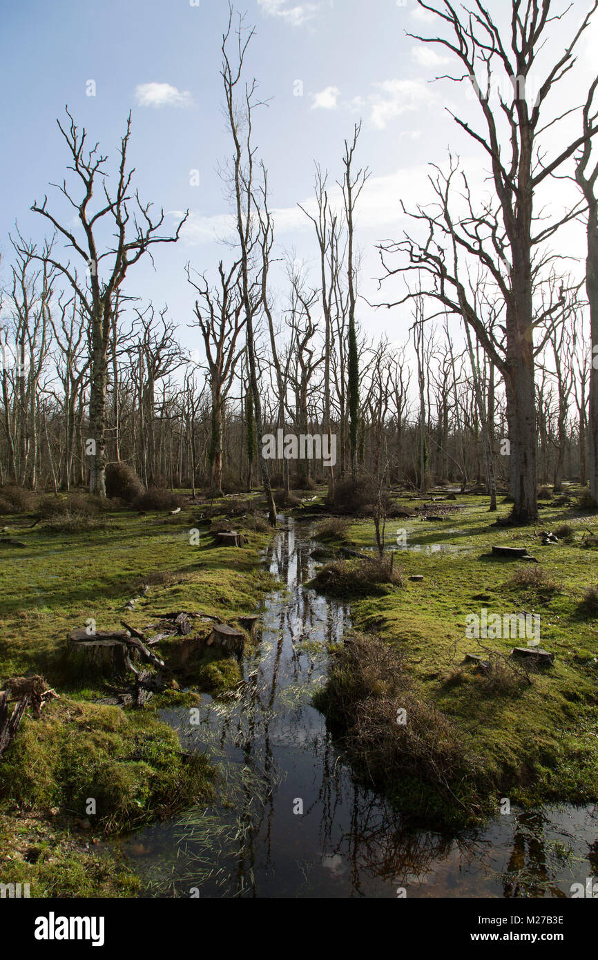 Trees in boggy ground in the New Forest, England. The branches of the ...