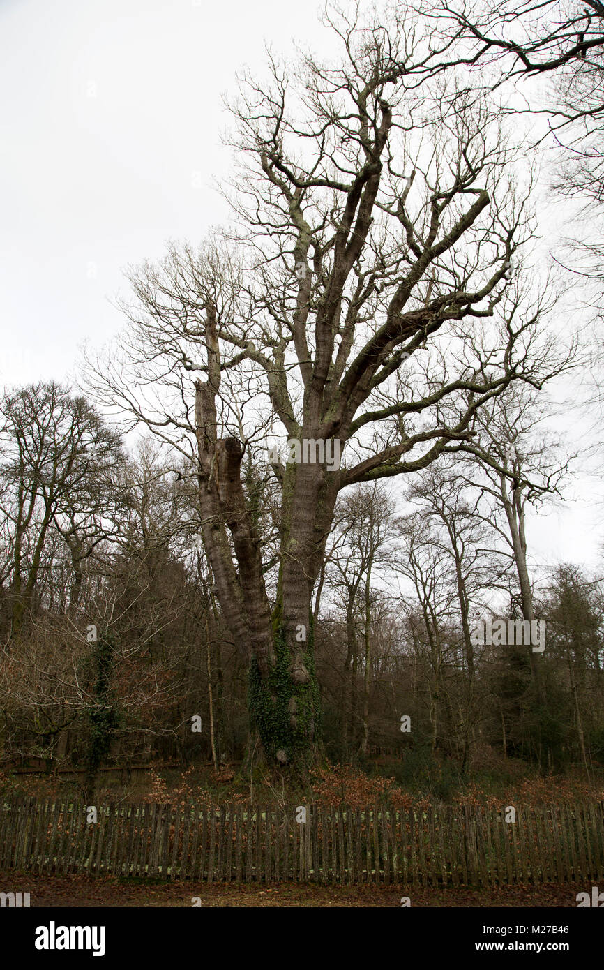 Ancient oak tree in the New Forest, England. The tree is estimated to ...