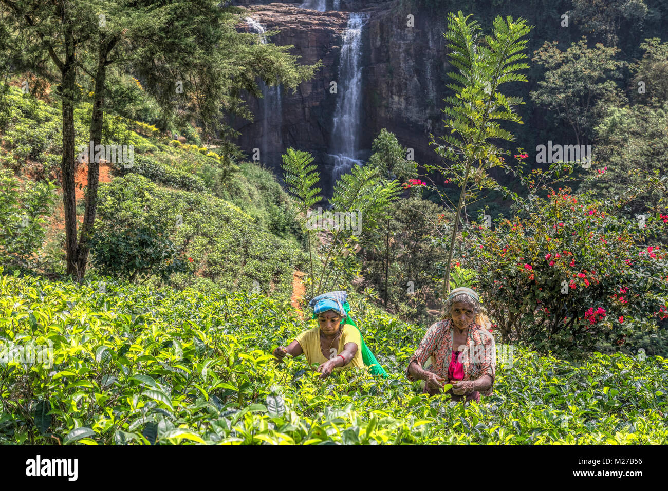 Tea pluckers, Ramboda Falls, Ramboda, Sri Lanka, Asia Stock Photo - Alamy