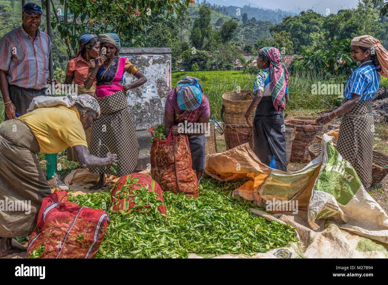 tea pluckers, Nuwara Eliya, Sri Lanka, Asia Stock Photo - Alamy