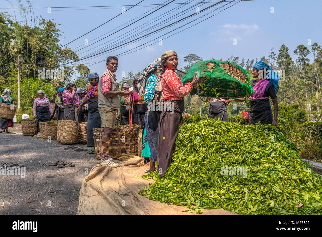 tea pluckers, Nuwara Eliya, Sri Lanka, Asia Stock Photo - Alamy