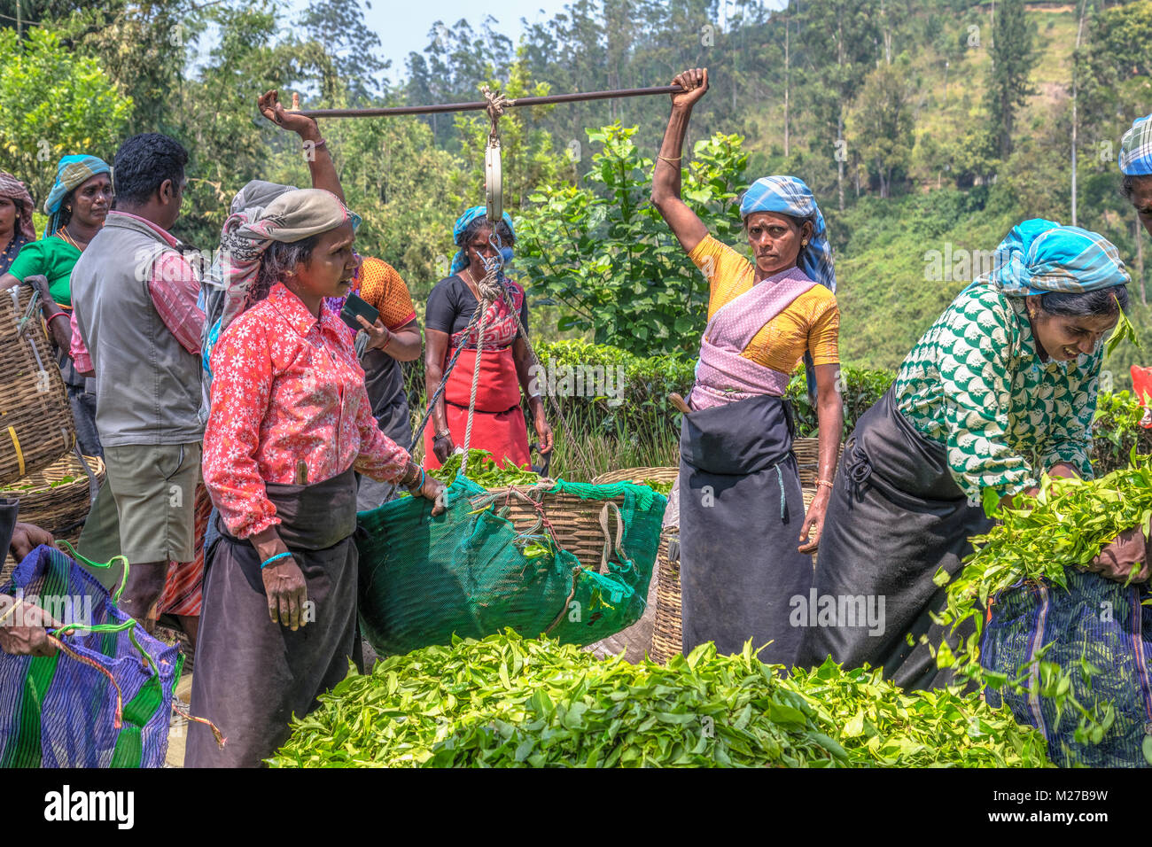 tea pluckers, Nuwara Eliya, Sri Lanka, Asia Stock Photo - Alamy