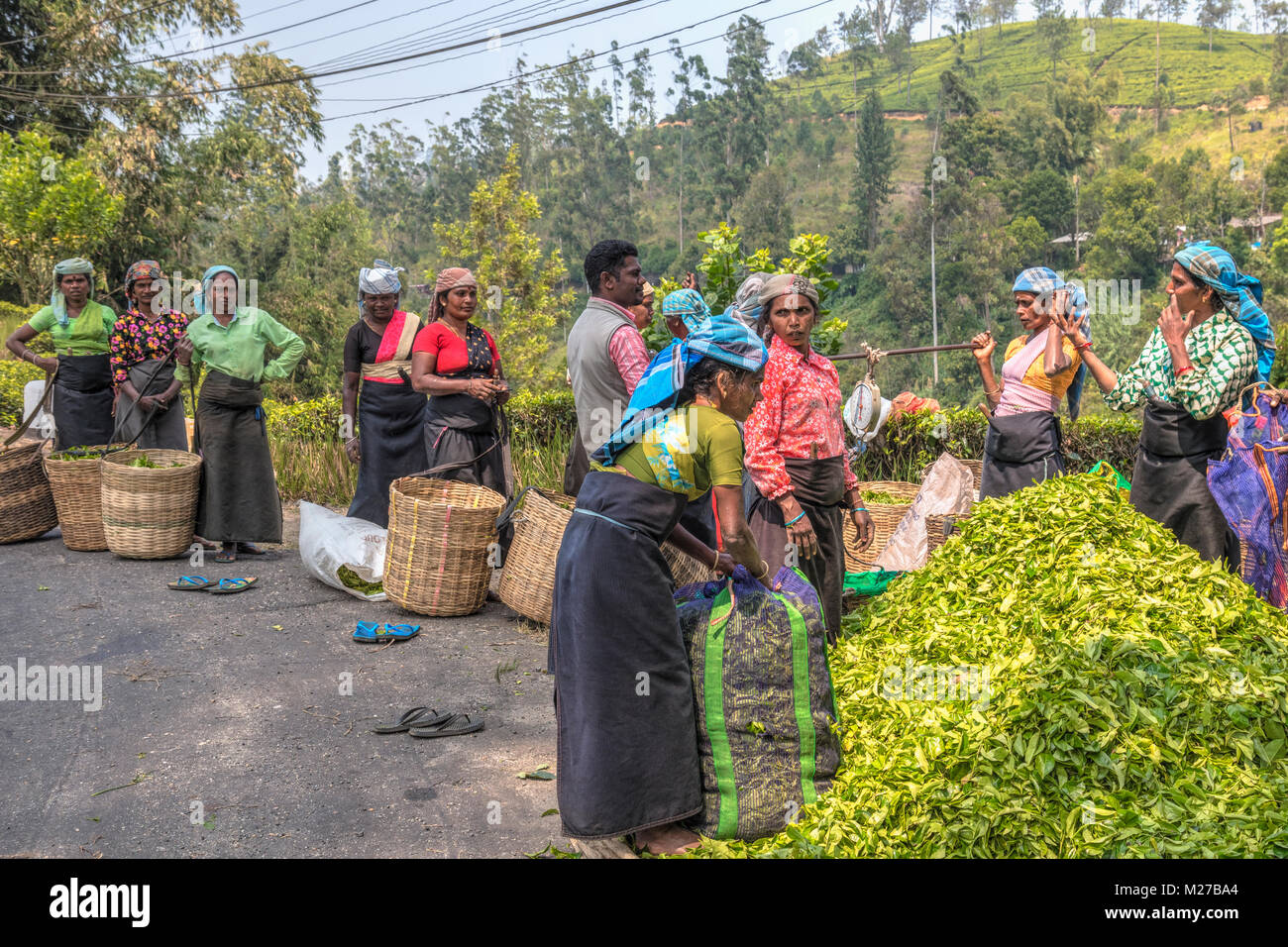 tea pluckers, Nuwara Eliya, Sri Lanka, Asia Stock Photo - Alamy