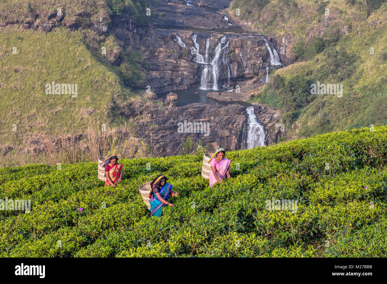 Sri lanka tea nuwara eliya waterfall hi-res stock photography and ...