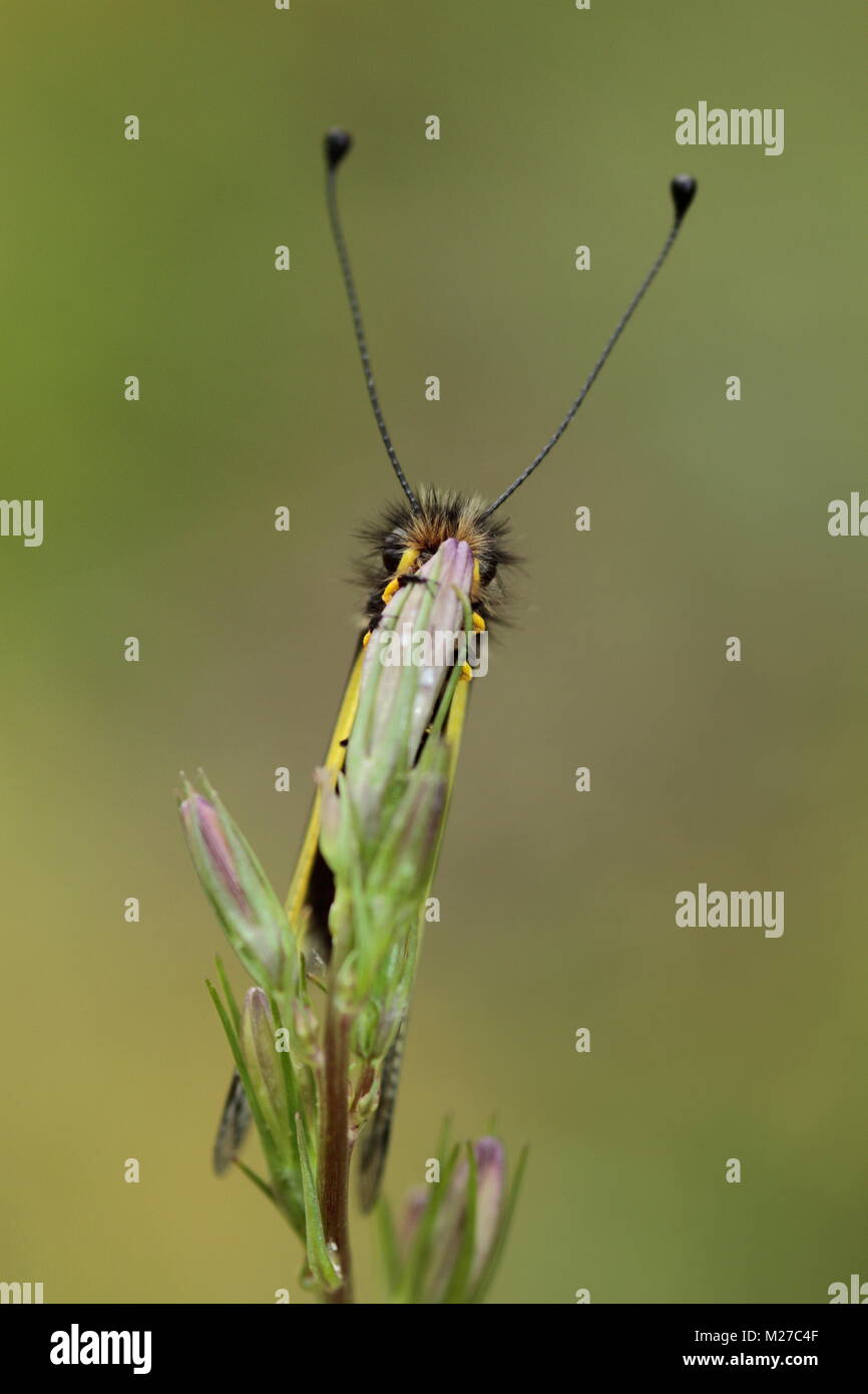 Libelloides coccajus taken in Leon (Spain Stock Photo - Alamy