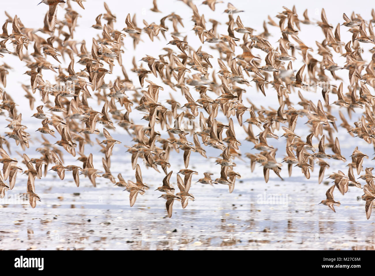 Swarms of Western Sandpipers numbering in the thousands converge on ...