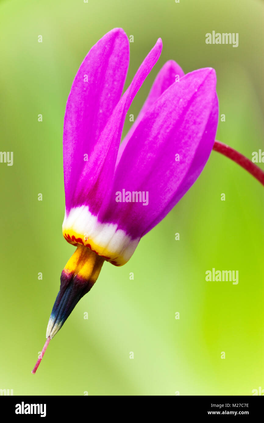 Shooting star flower hi-res stock photography and images - Alamy