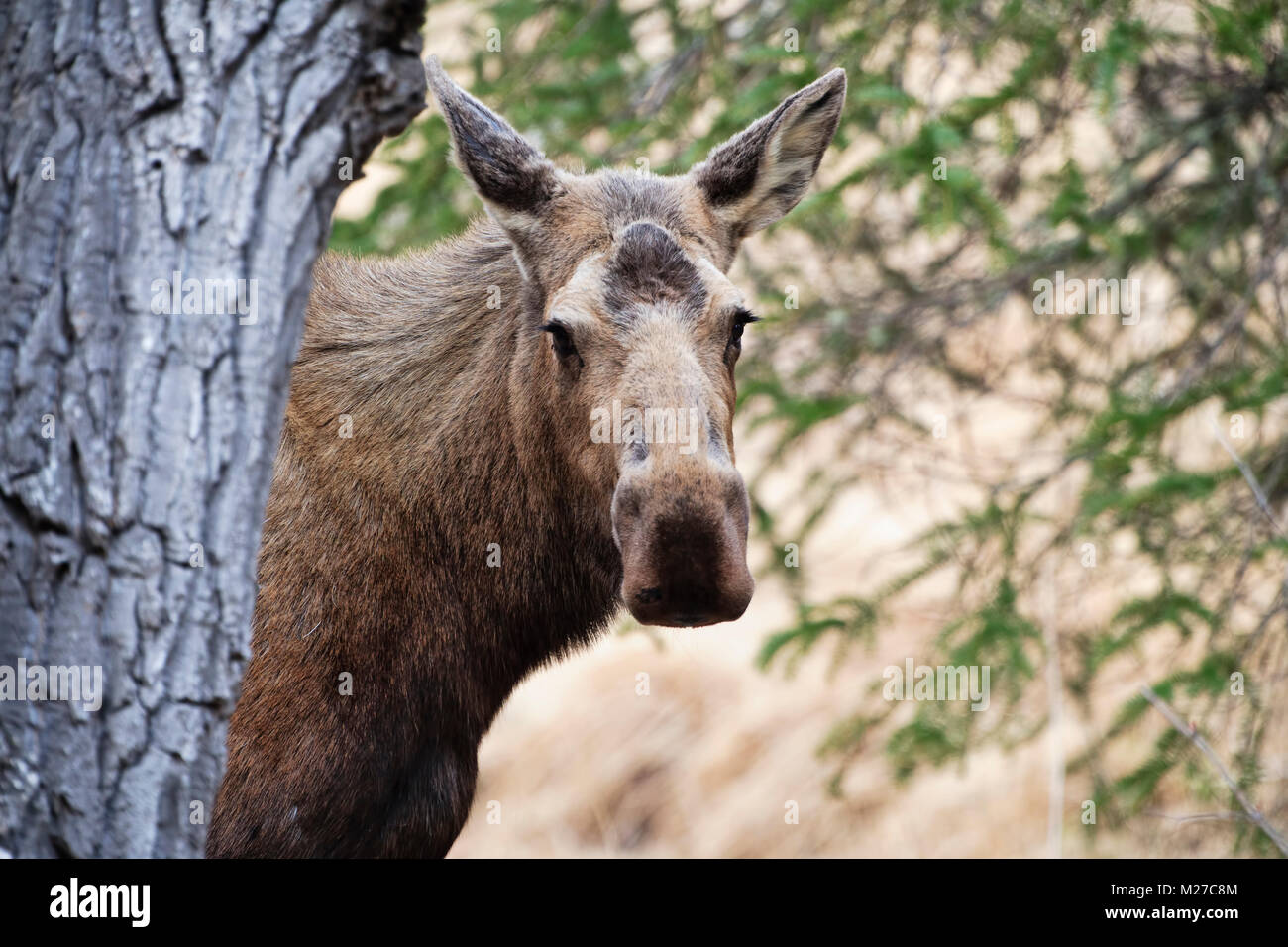 Moose emerges from behind tree in Chugach State Park, Eagle River in ...