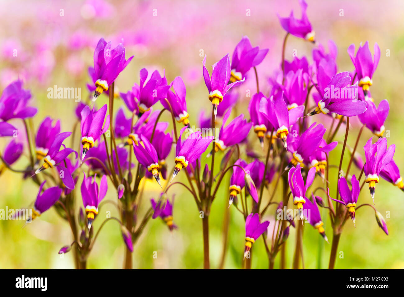 Alaska shooting star hi-res stock photography and images - Alamy