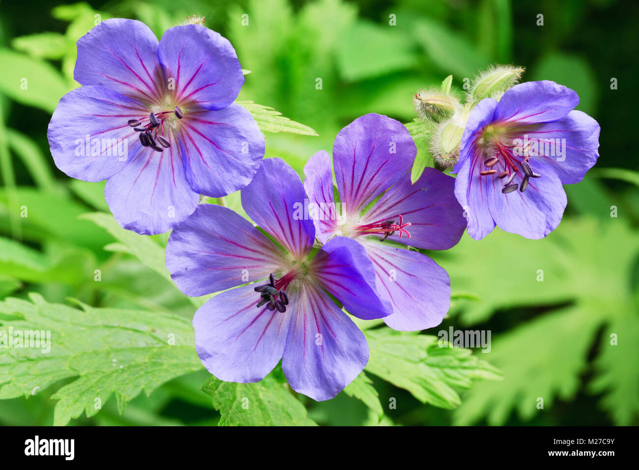 Closeup of Wild Geranium wildflowers in Chugach State Park in ...