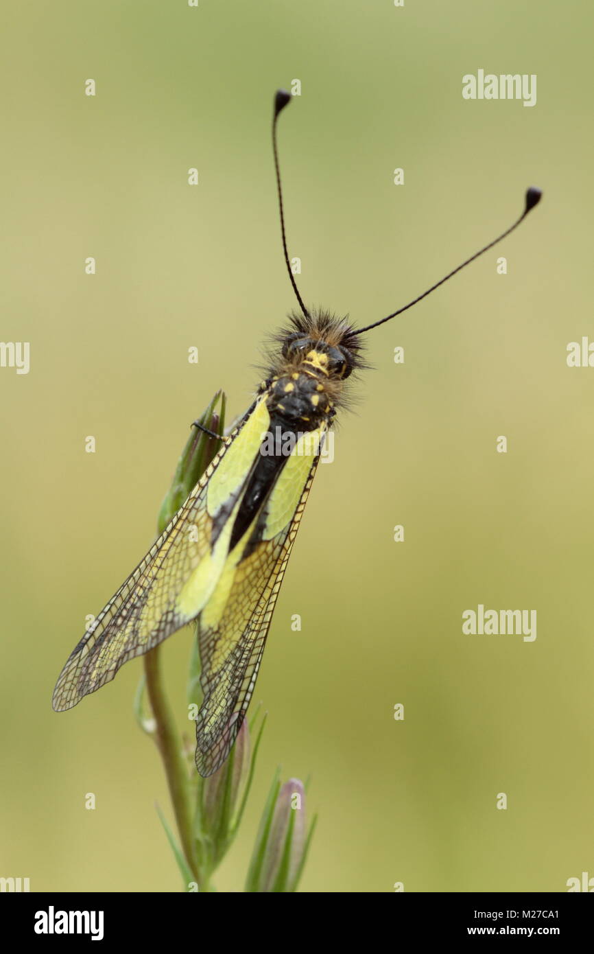 Libelloides coccajus taken in Leon (Spain Stock Photo - Alamy