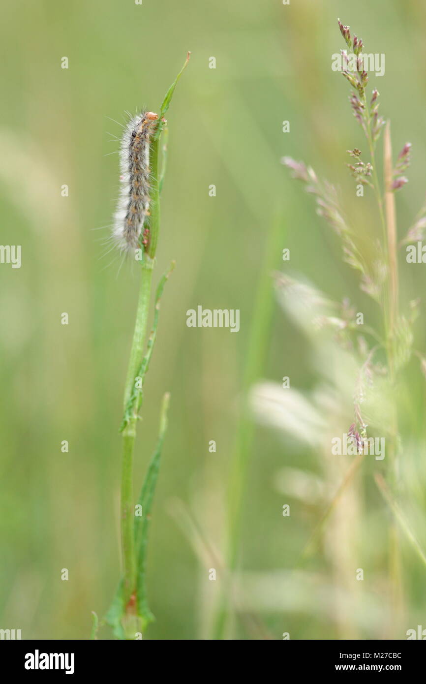 Caterpillar taken in Leon (Spain Stock Photo - Alamy