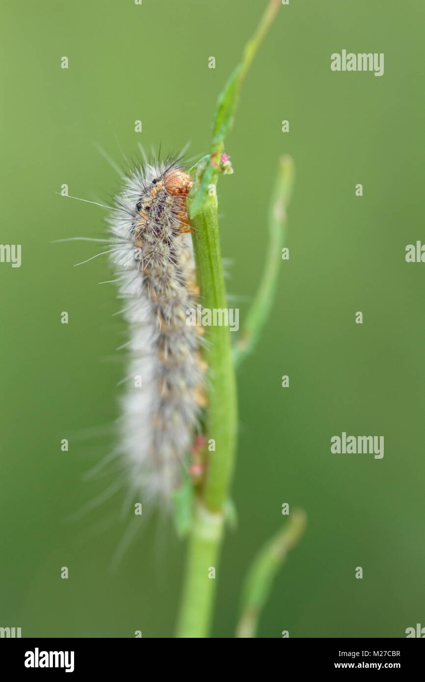 Caterpillar taken in Leon (Spain Stock Photo - Alamy