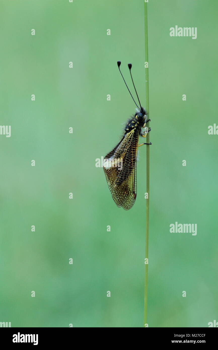 Libelloides coccajus taken in Leon (Spain Stock Photo - Alamy