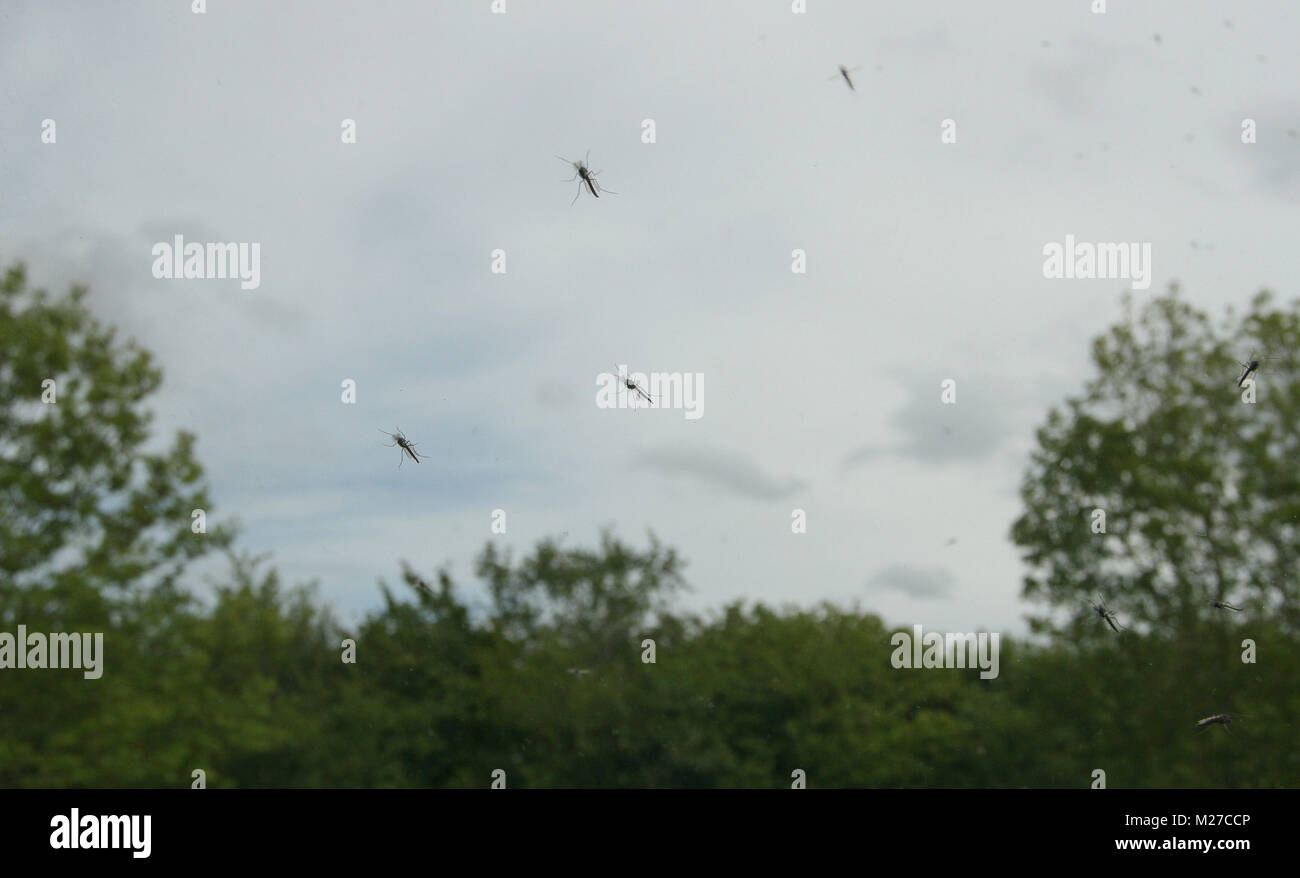 Mayflies car windscreen hi-res stock photography and images - Alamy