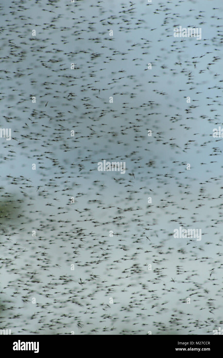A hatch of mayflies in the sky Stock Photo - Alamy