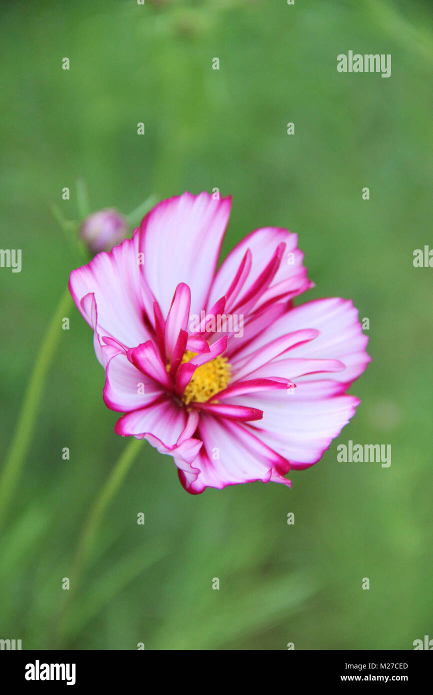 How to grow cosmos hi-res stock photography and images - Alamy