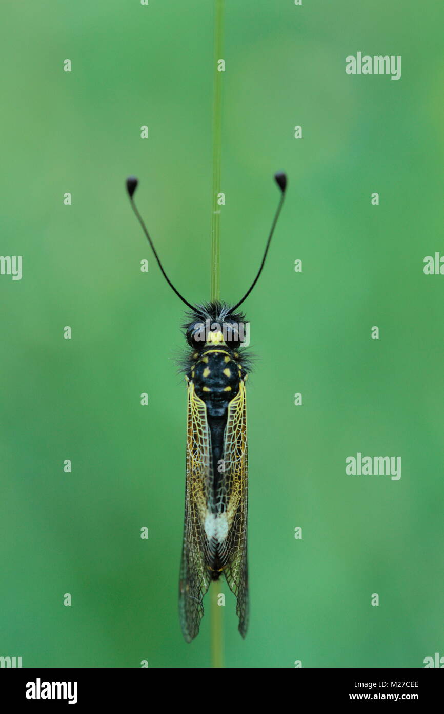 Libelloides coccajus taken in Leon (Spain Stock Photo - Alamy