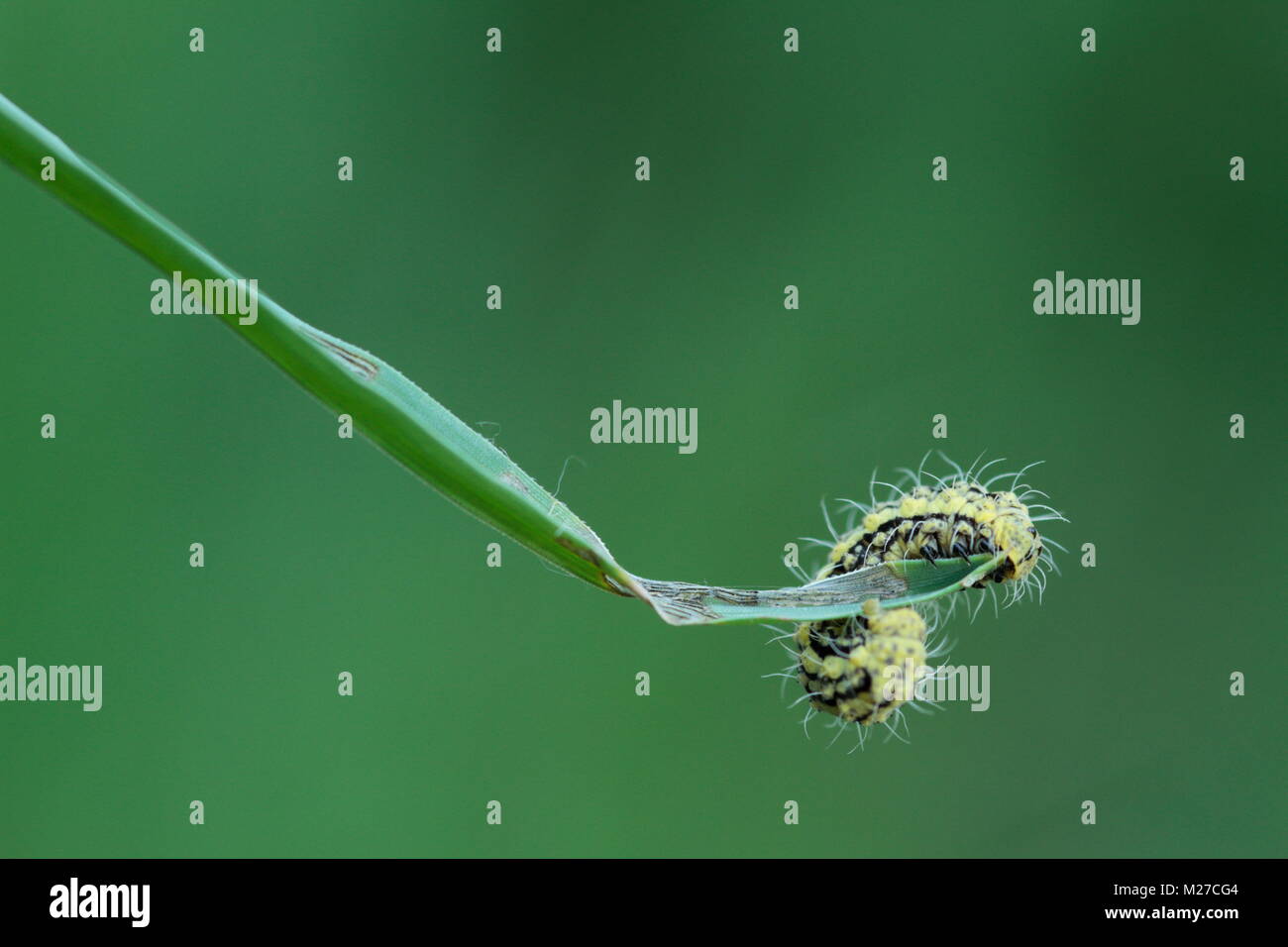 Caterpillar taken in Leon (Spain Stock Photo - Alamy