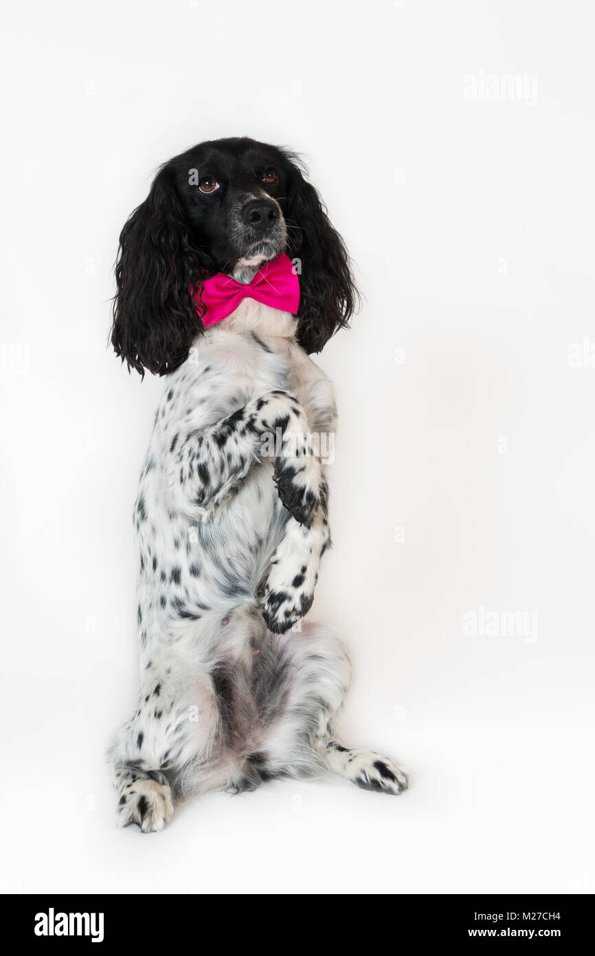 Beautiful female spaniel with a pink bow sits on its hind legs on white ...