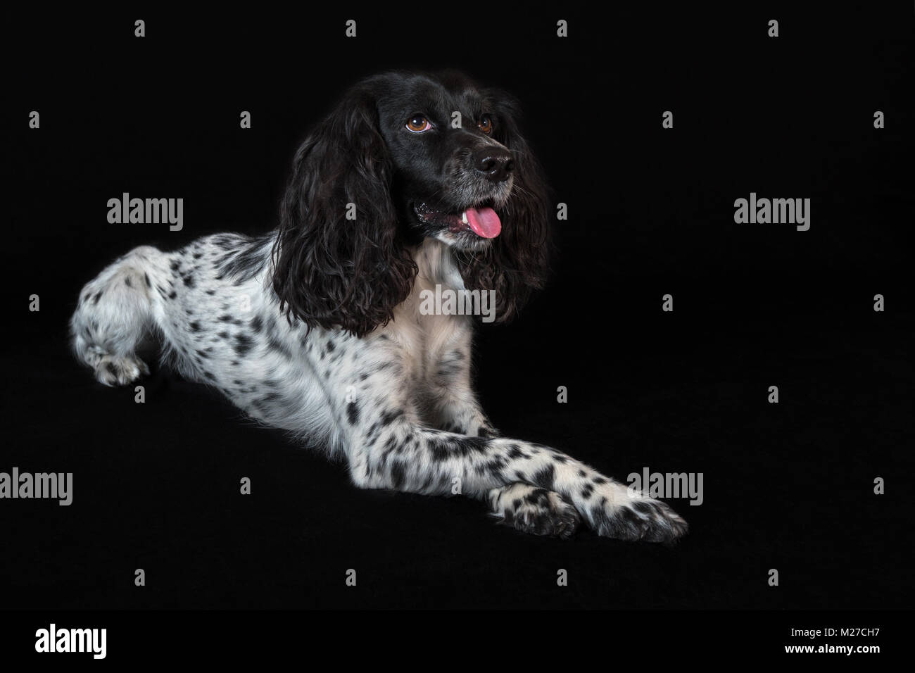 Beautiful female spaniel lies on black background Stock Photo - Alamy