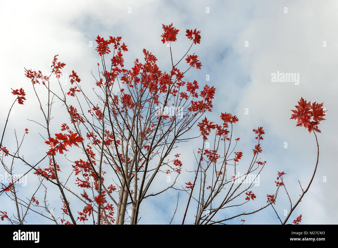 Top view red maple tree hi-res stock photography and images - Alamy