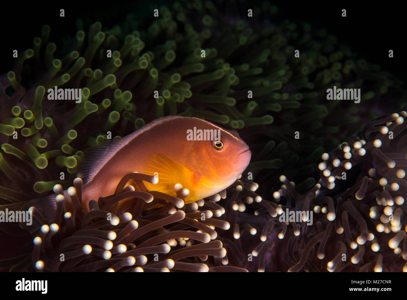 Anemone fish in anemone Stock Photo - Alamy