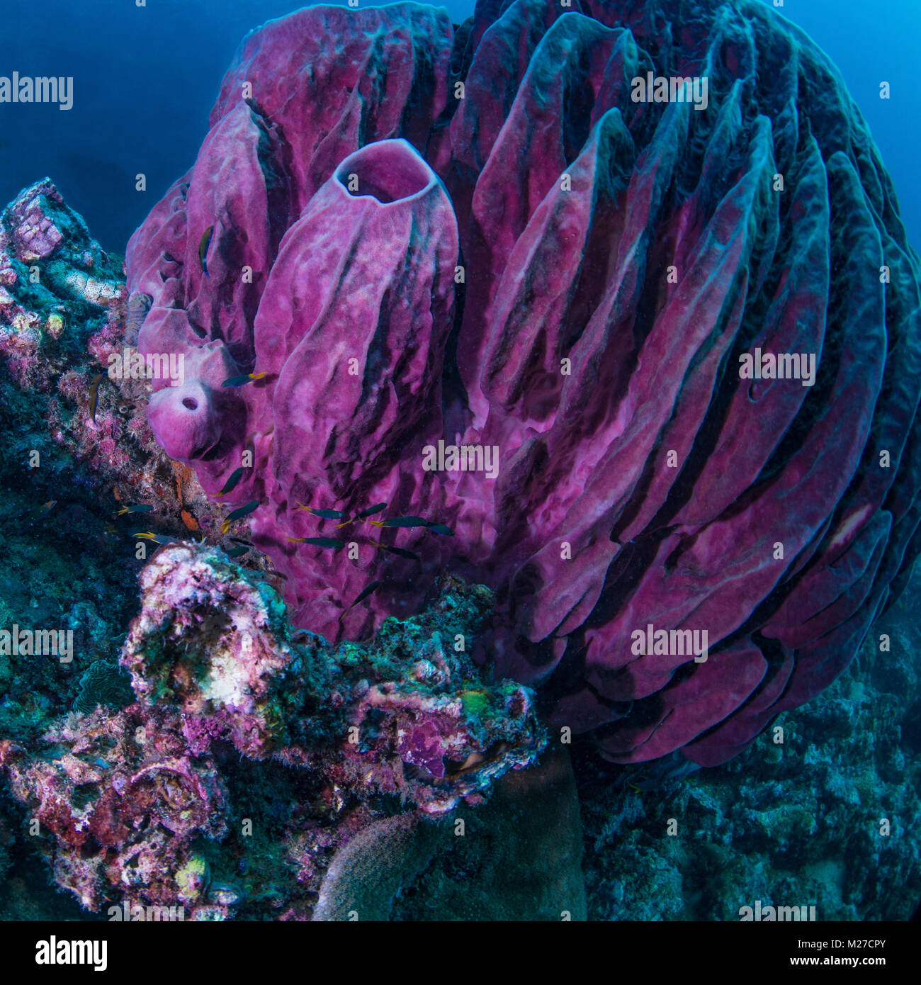 Sea anenome fish hi-res stock photography and images - Alamy