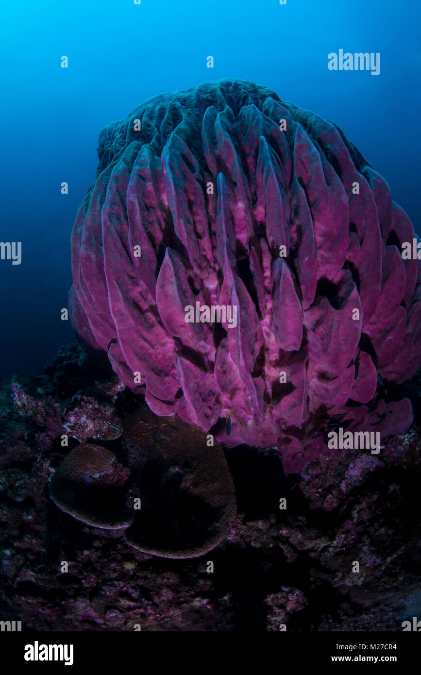 Sponge aquatic animal hi-res stock photography and images - Alamy